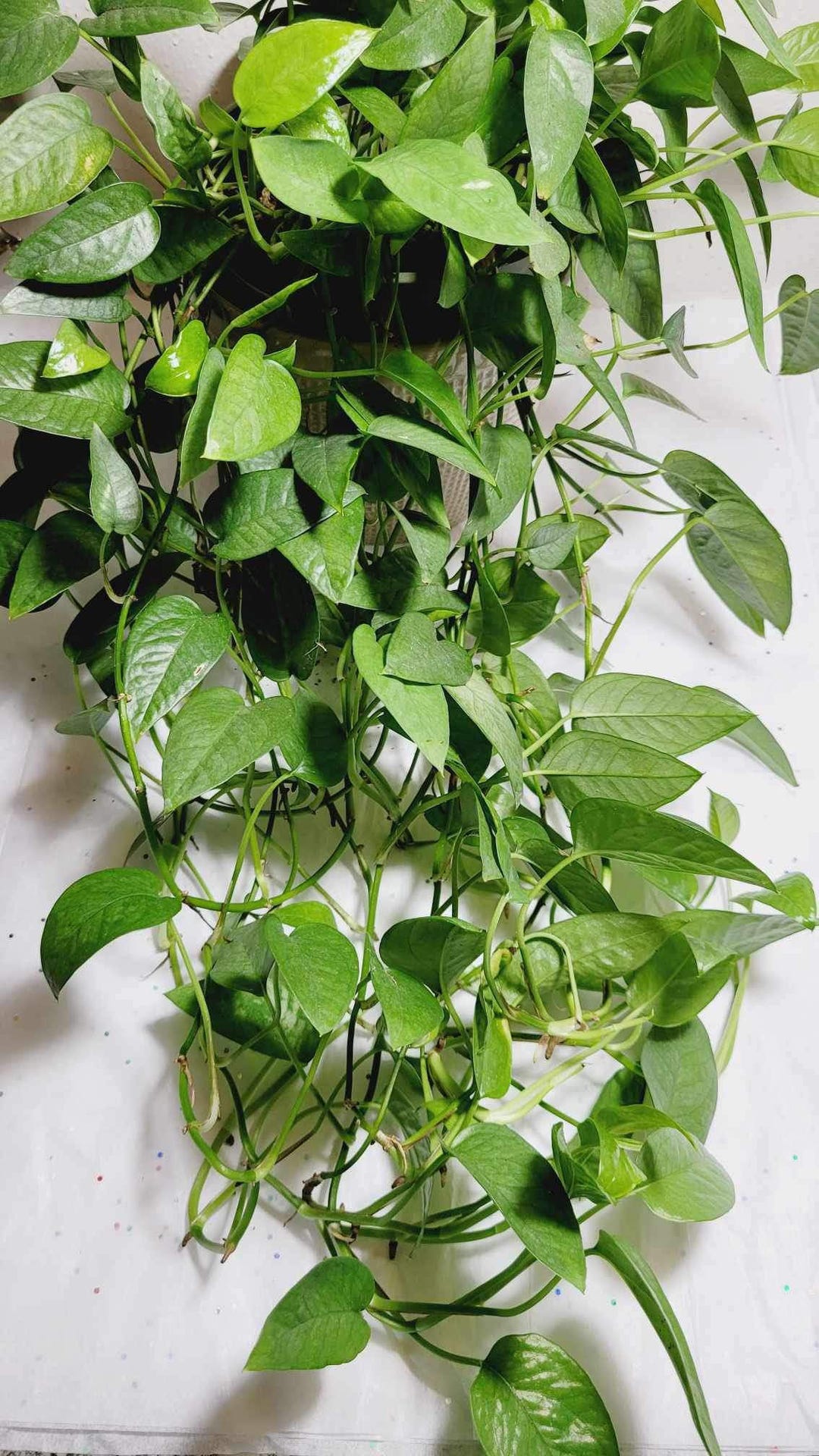Rare Cebu Blue Pothos Plant in 6''pot–easy Care,tropical Indoor Vine ...