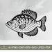 Perch Fish Svg Png Dxf Eps Pdf | Transparent Vector Graphic Design Cut ...