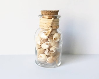 Seashells in jar | Etsy
