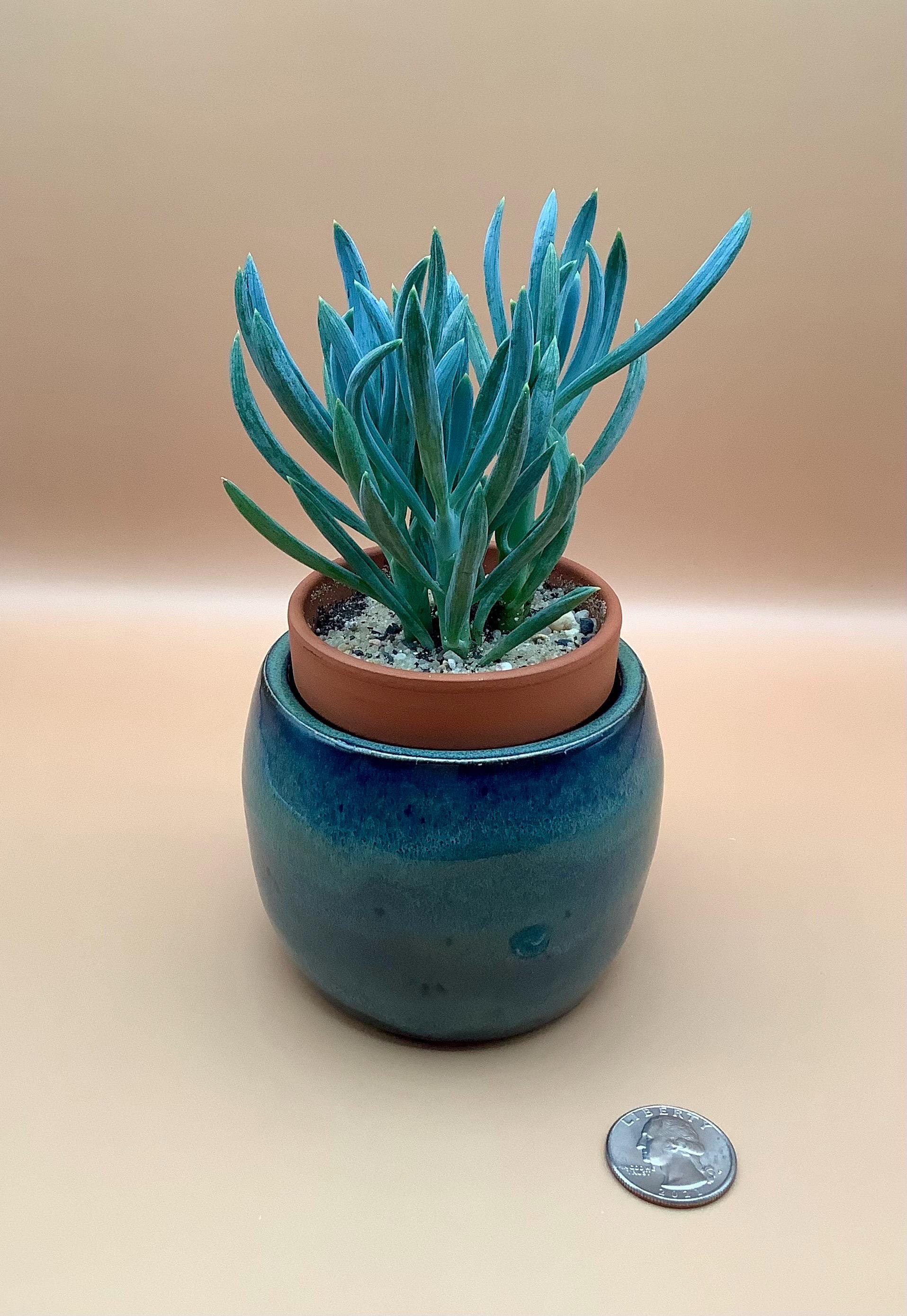 Three Inch Planter Pots - Etsy