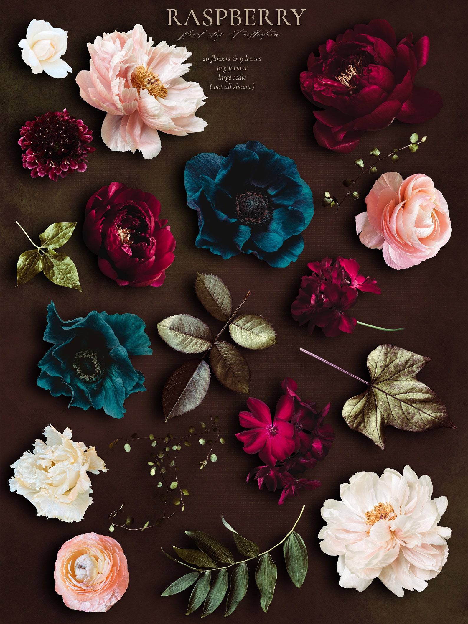 Raspberry Floral Clip Art & Pattern Graphics Collection - Commercial ...