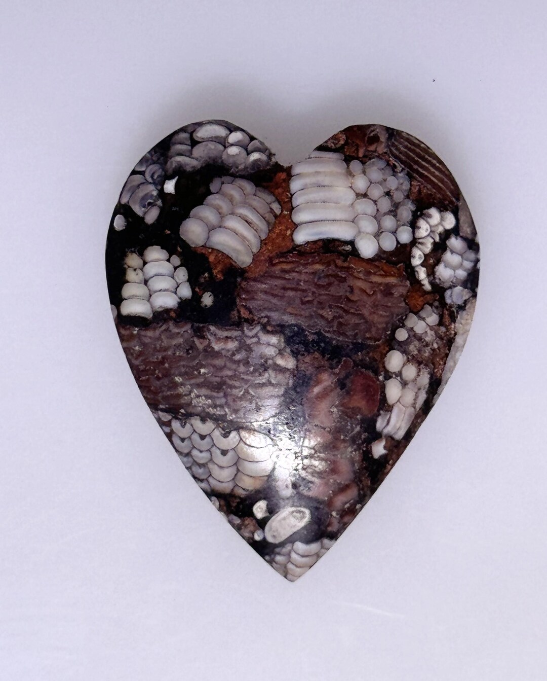 Large Wrasse Fossil, Snakeskin Agate Heart Cabochon, Unique, 29.13 ...