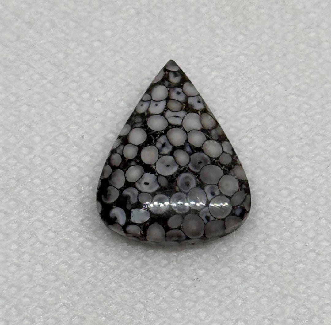 Nice Wrasse Fossil, Snakeskin Agate Triangle Cabochon, Lots of Fossils ...