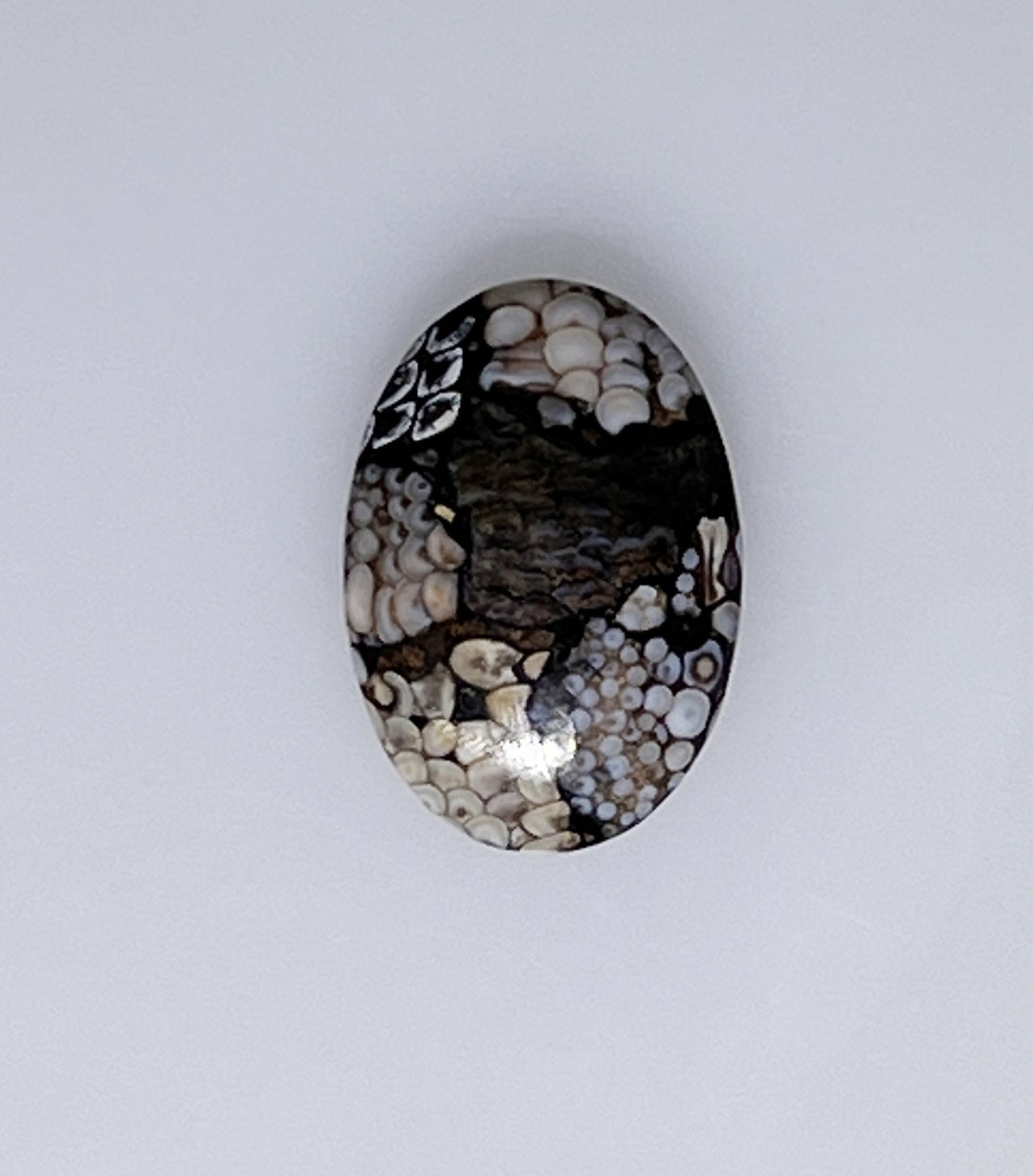 Snake Skin Agate or Wrasse Fossil Oval Cabochon Lots of - Etsy