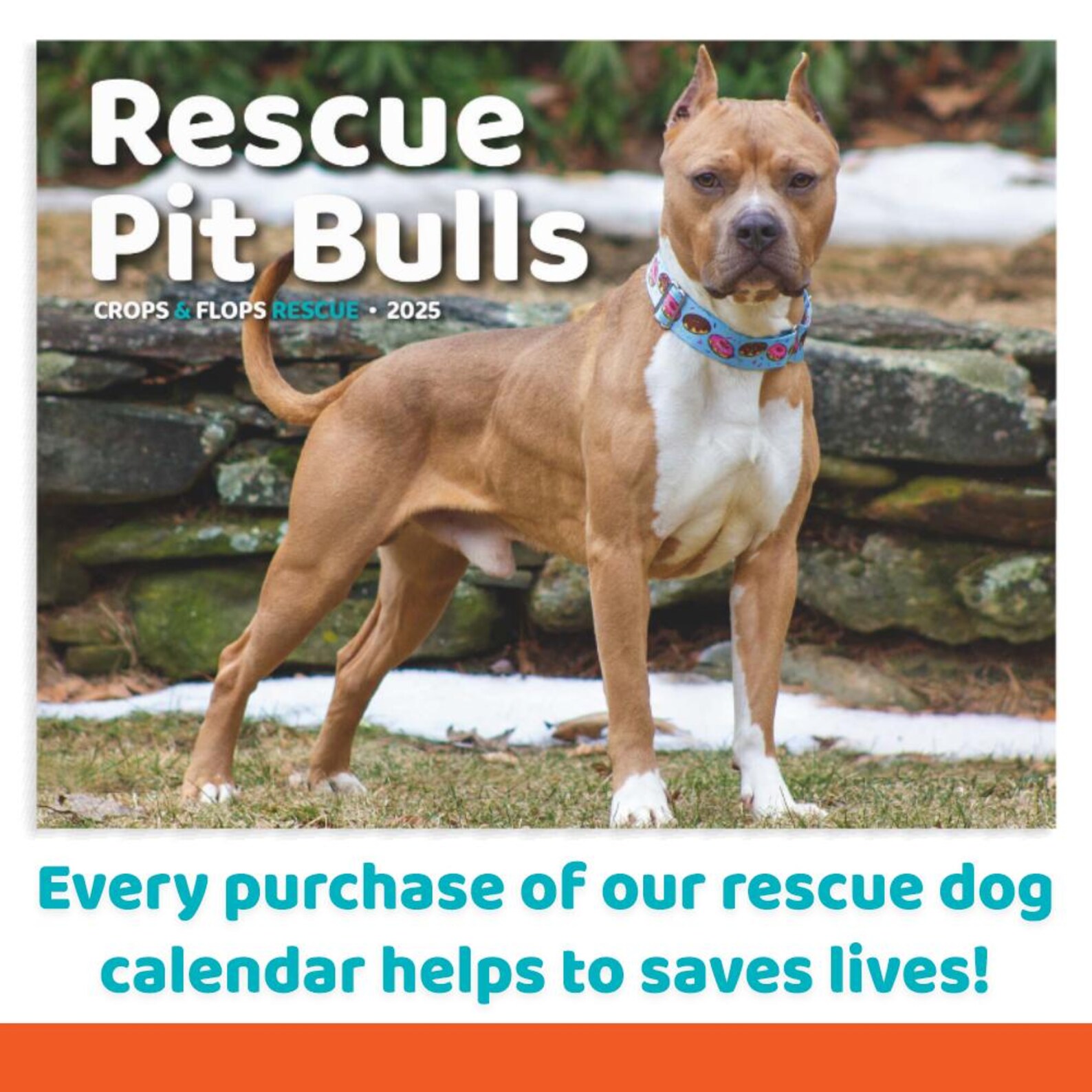 2025 Rescue Pit Bull Wall Calendar Featuring Rescued Pit Bulls Great ...