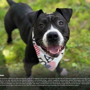 2025 Rescue Pit Bull Wall Calendar Featuring Rescued Pit Bulls Great ...