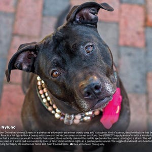 2025 Rescue Pit Bull Wall Calendar Featuring Rescued Pit Bulls Great ...
