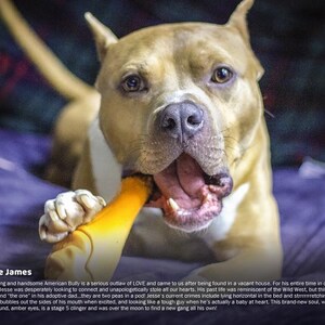 2025 Rescue Pit Bull Wall Calendar Featuring Rescued Pit Bulls Great ...