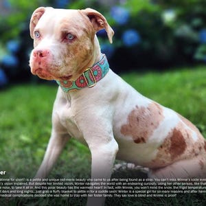 2025 Rescue Pit Bull Wall Calendar Featuring Rescued Pit Bulls Great ...