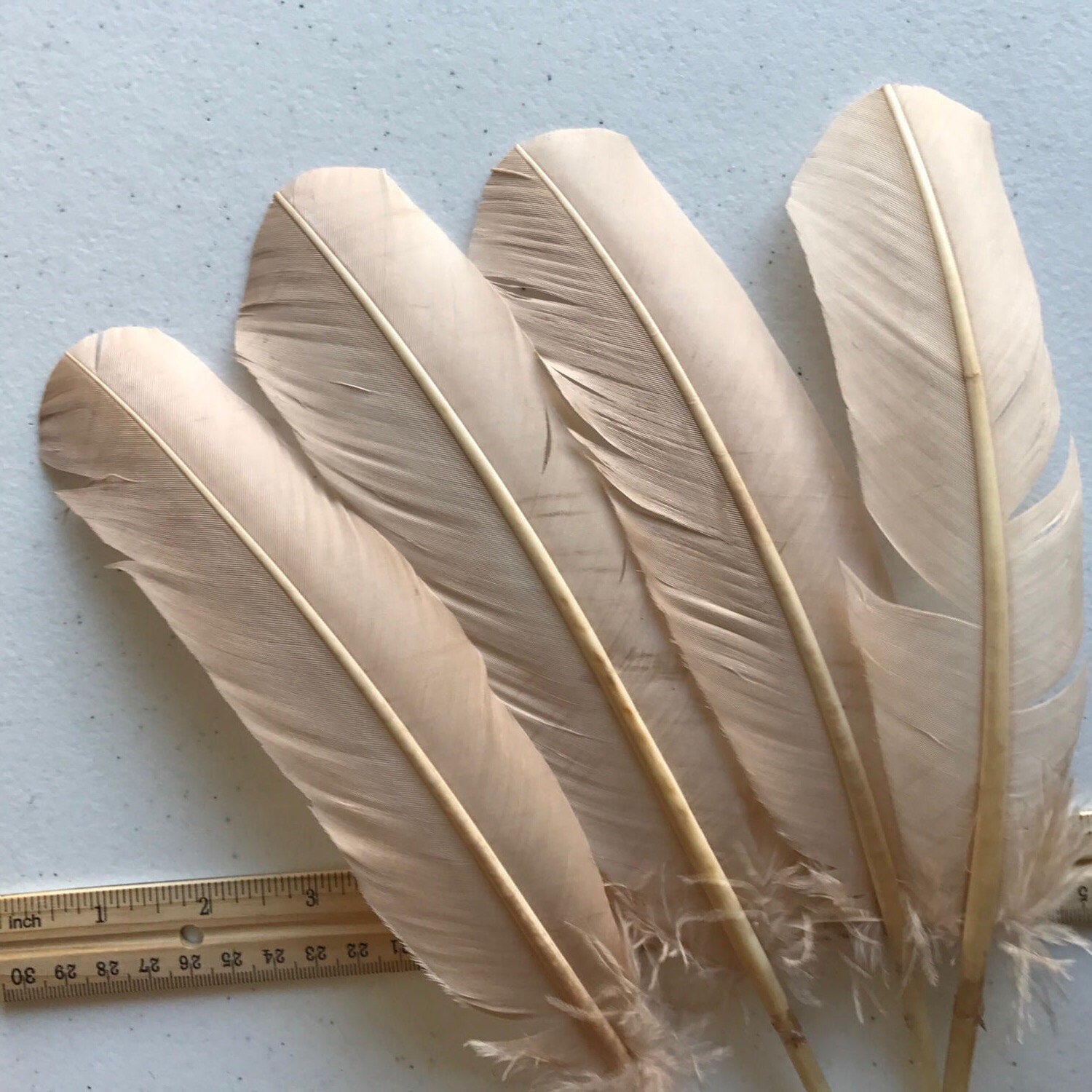 TURKEY QUILL Beige Oatmeal 4 pieces / Q-19 | Etsy