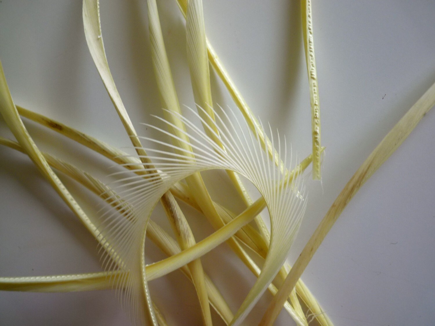 GOOSE BIOT FEATHERS Banana Pudding Cream Bone / 763 | Etsy