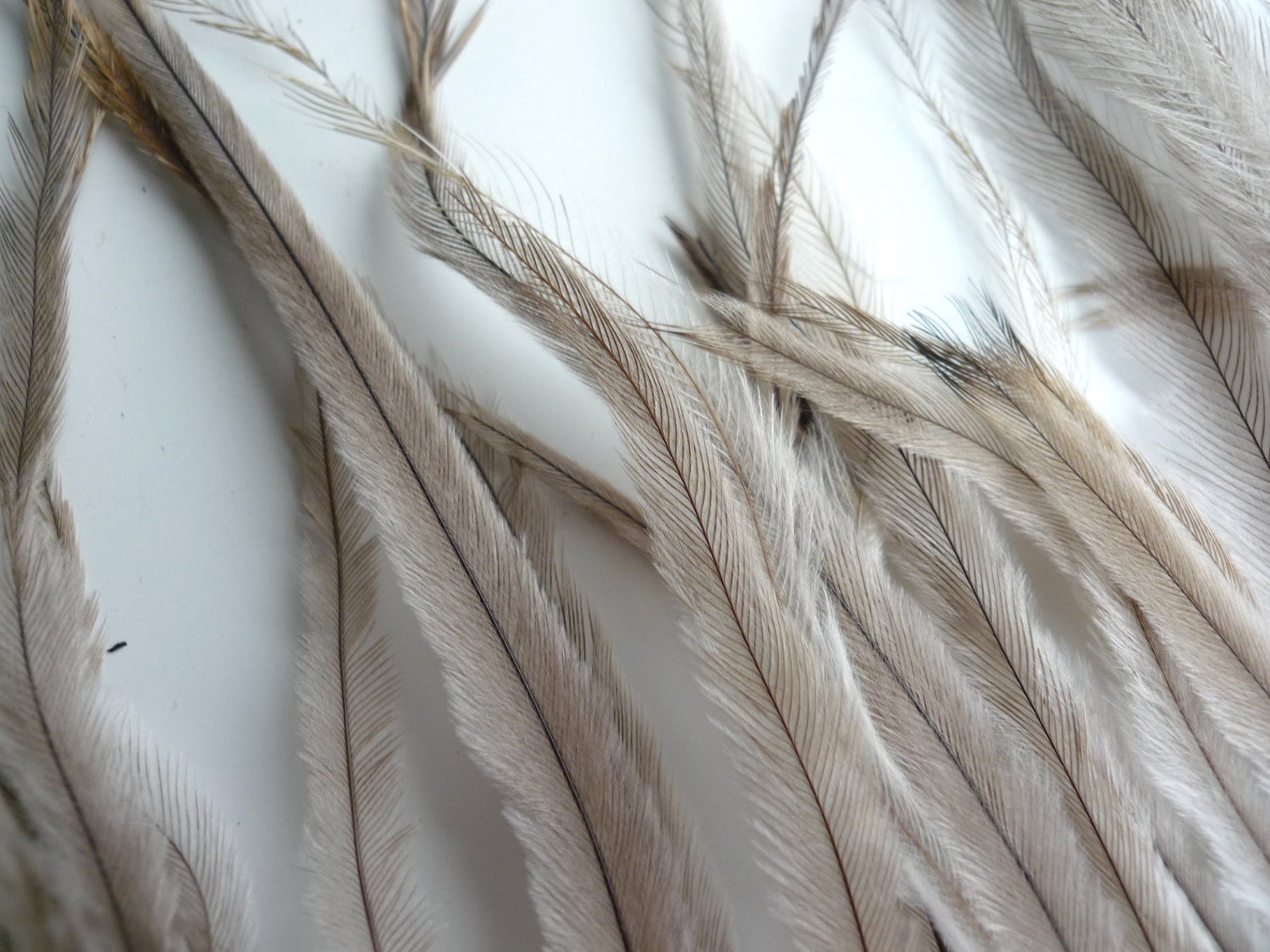 EMU FEATHERS Natural Not Dyed / 681 - Etsy