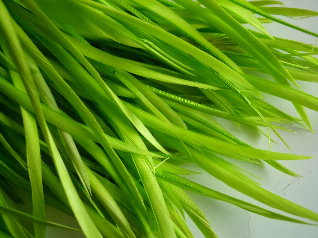 GOOSE BIOT FEATHERS, Neon Lime Green / 707 - Etsy