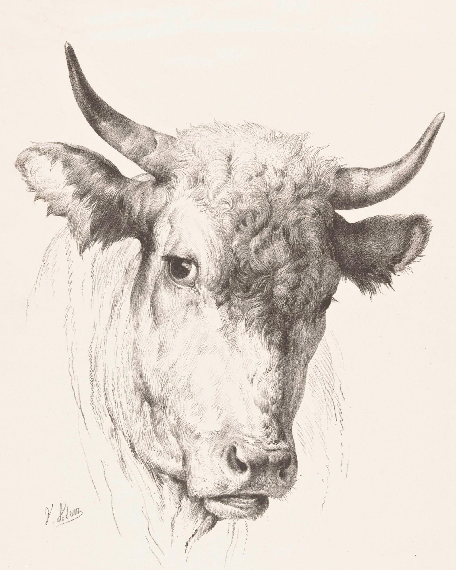 Vintage Bull Head Print: Rustic Farmhouse Decor (digital Download A4 ...