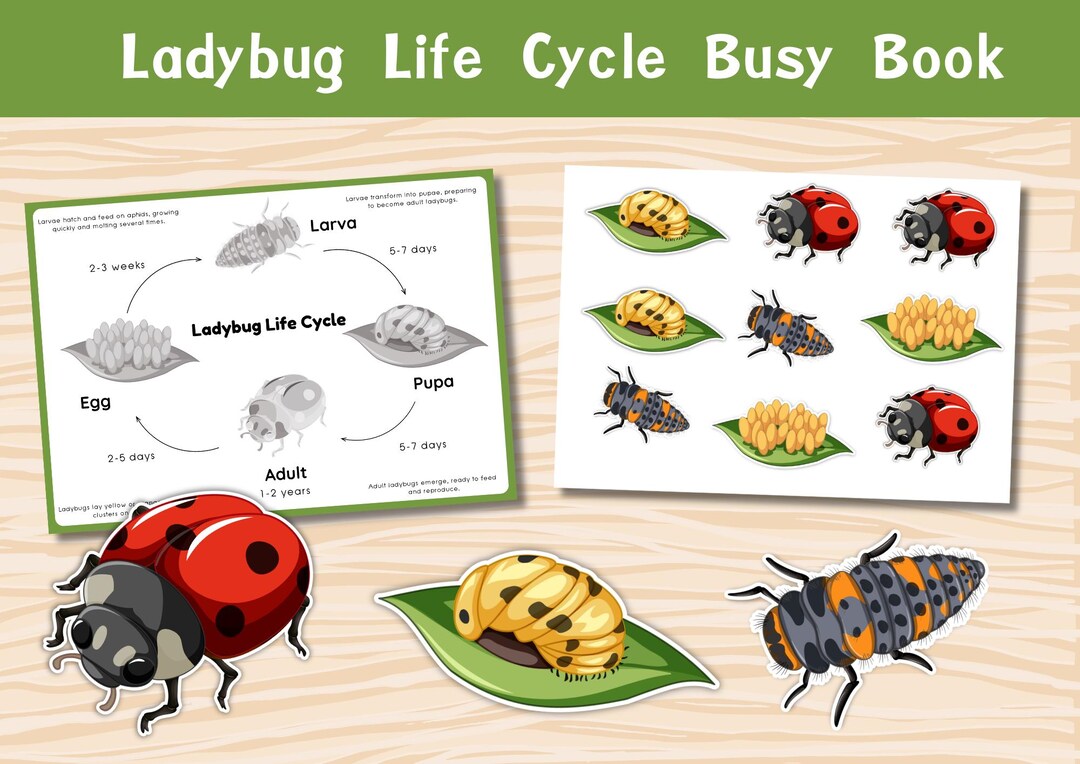 Ladybug Life Cycle Busy Book, Animal Life Cycle Busy Book , Ladybug ...