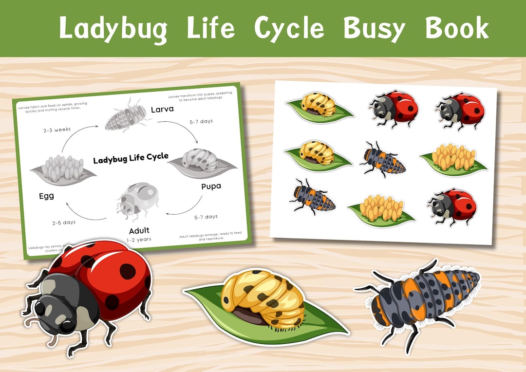 Animal Life Cycle Busy Book , Ladybug Life Cycle Educational Activity ...