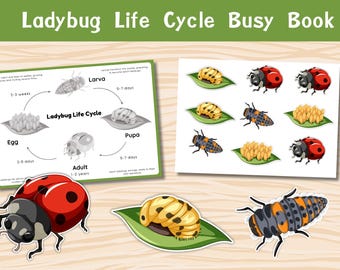 Animal Life Cycle Busy Book Printable Activity for Kindergarten - Etsy UK