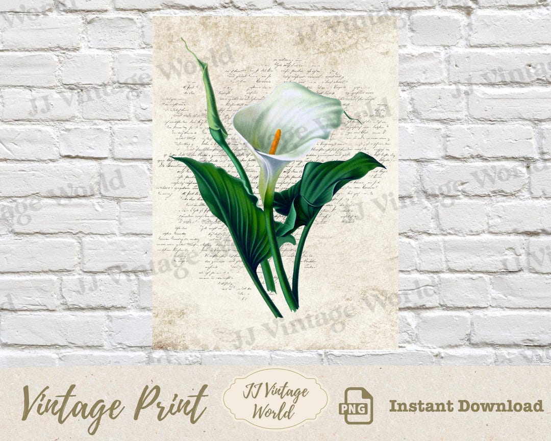 Vintage Calla Lily Print: Shabby Chic Botanical Art (digital Download ...