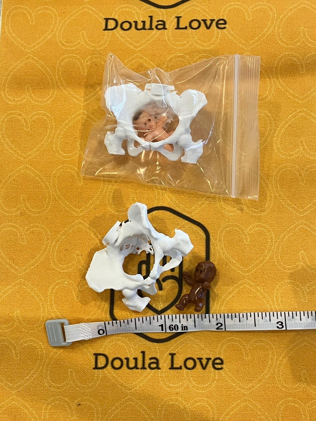 1 Inch Pelvis W/ Baby - Etsy UK