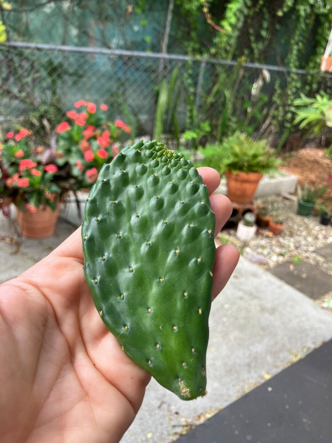 Opuntia Consolea Rubescens, Bullwinkle Cactus Cutting, Cartoon Cactus ...