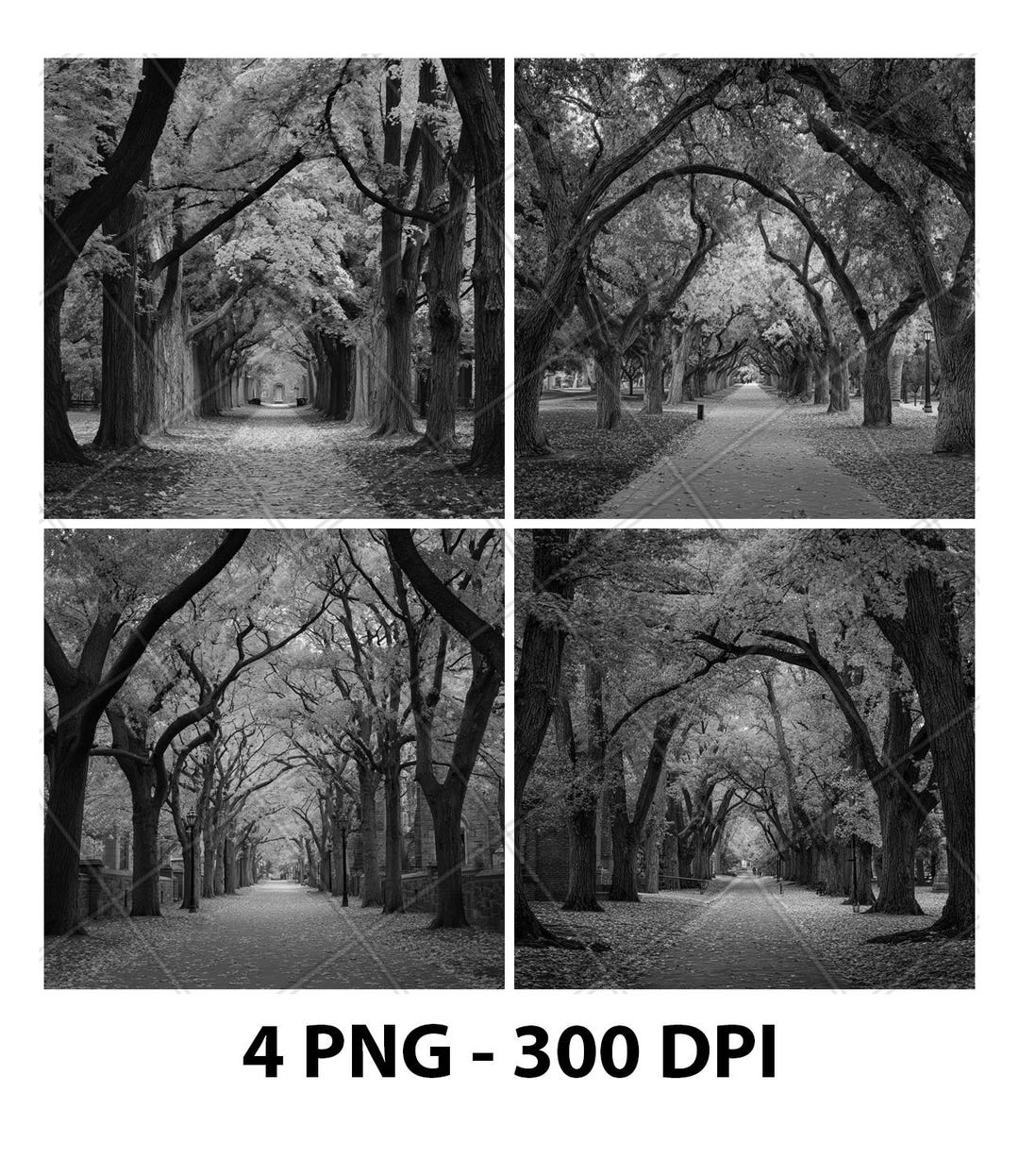 Trees Arching Walkway Laser Engraved File PNG Walkway Laser Walkway ...