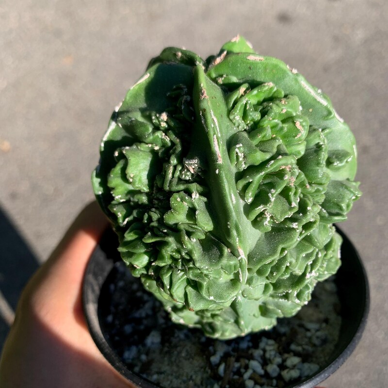 Astrophytum Seeds - Etsy