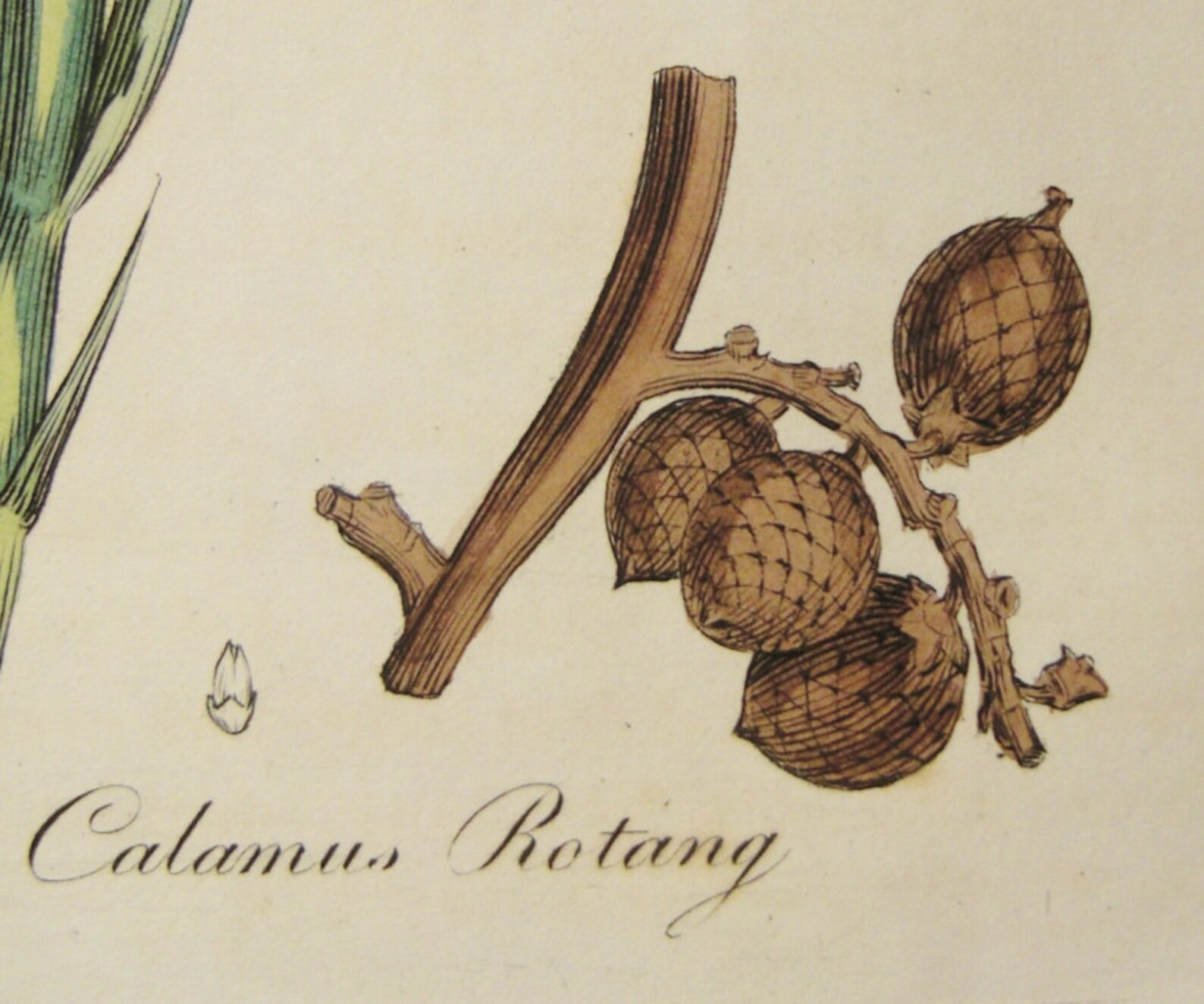 Antique Botanical Print From 1810 Calamus Rotang Rattan Palm - Etsy