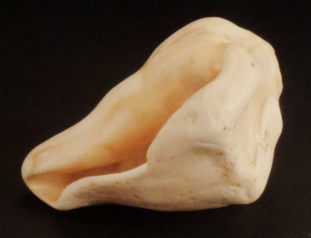 PETRIFIED SEASHELL Fossil, Conch White Large Shell, App 4 3/8 Long by 4 ...