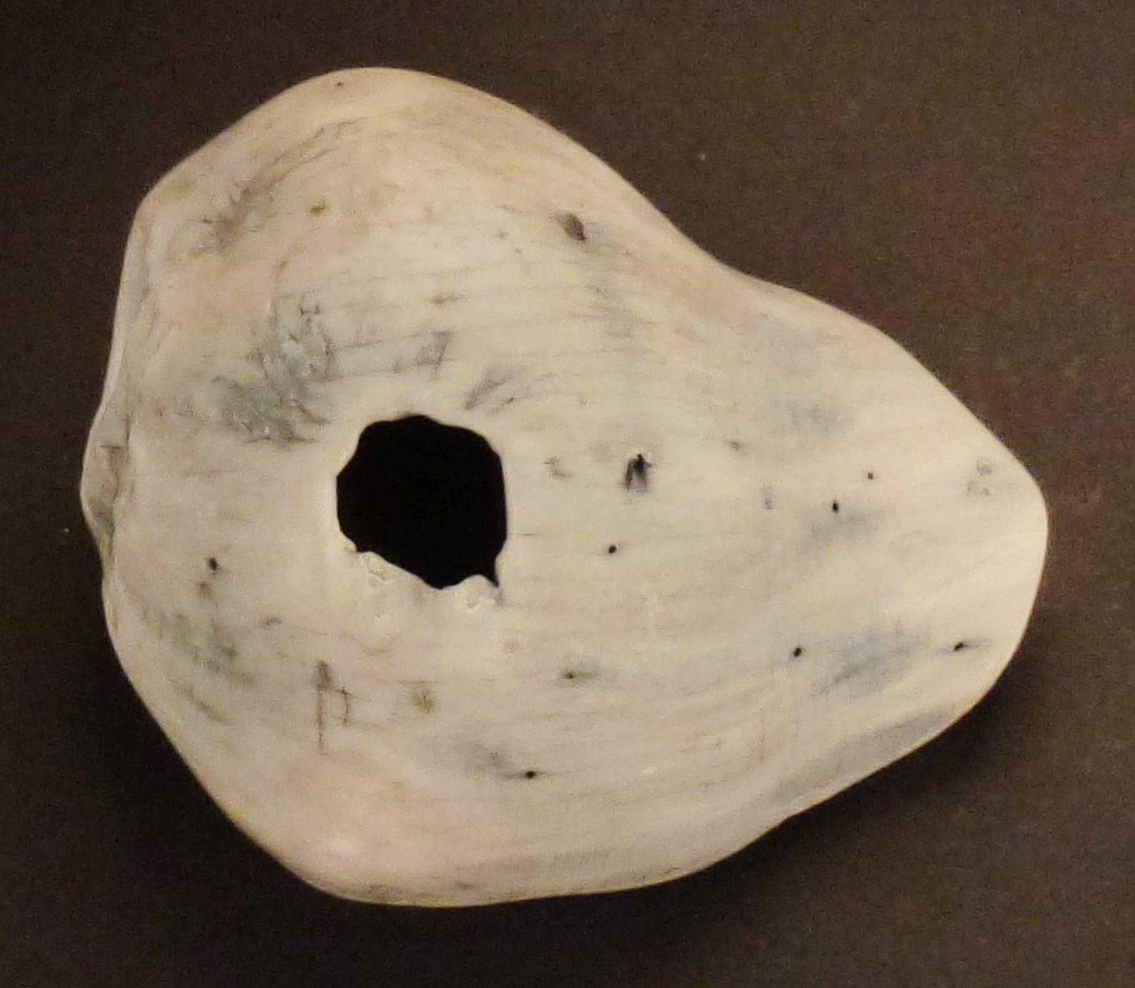 PETRIFIED SEASHELL Fossil Conch White Large Shell Grey - Etsy