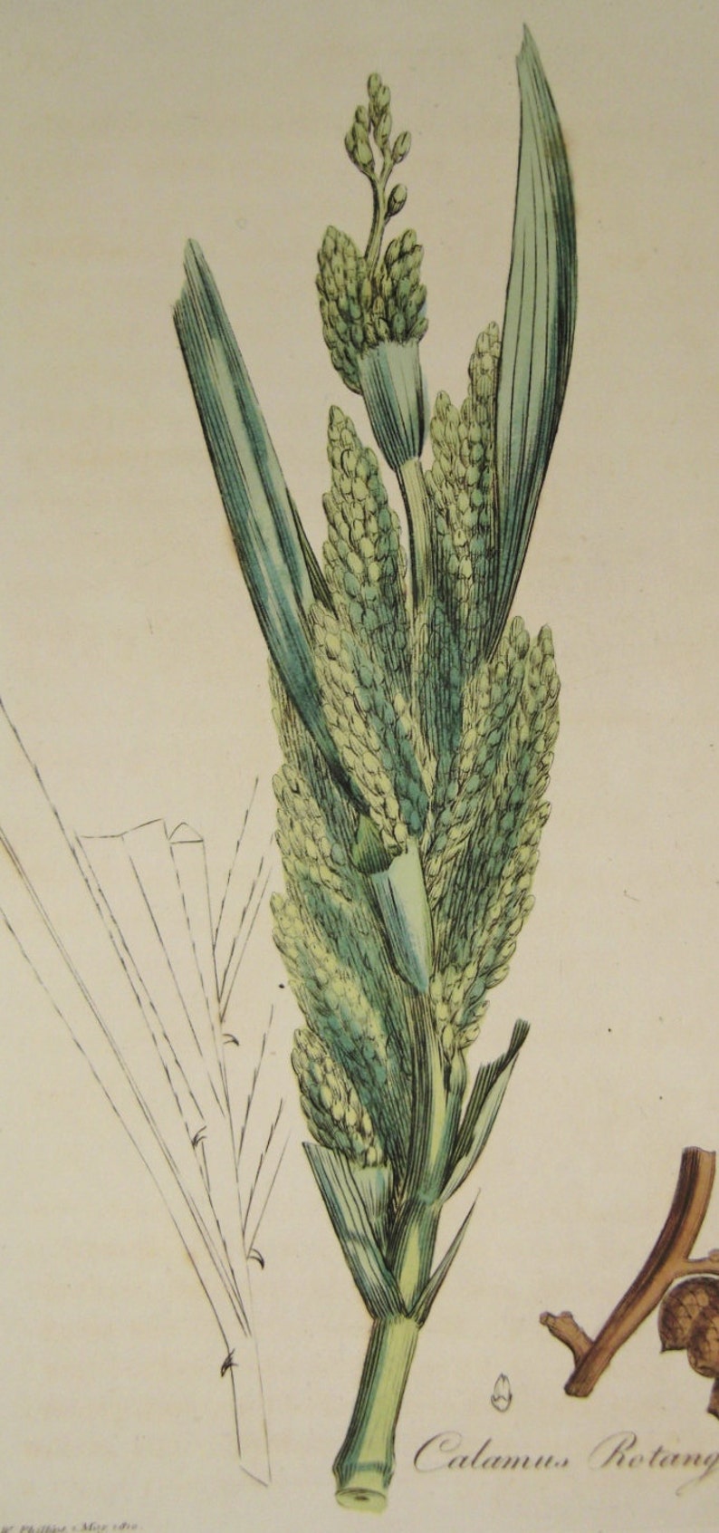 Antique Botanical Print From 1810 Calamus Rotang Rattan Palm - Etsy