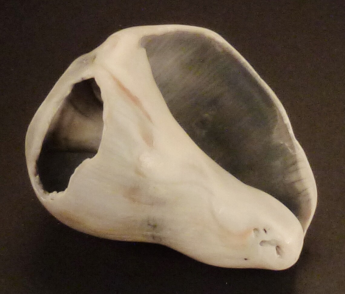 PETRIFIED SEASHELL Fossil Conch White Large Shell Grey - Etsy