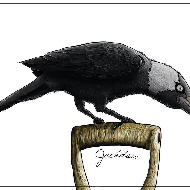 Jackdaw - Etsy