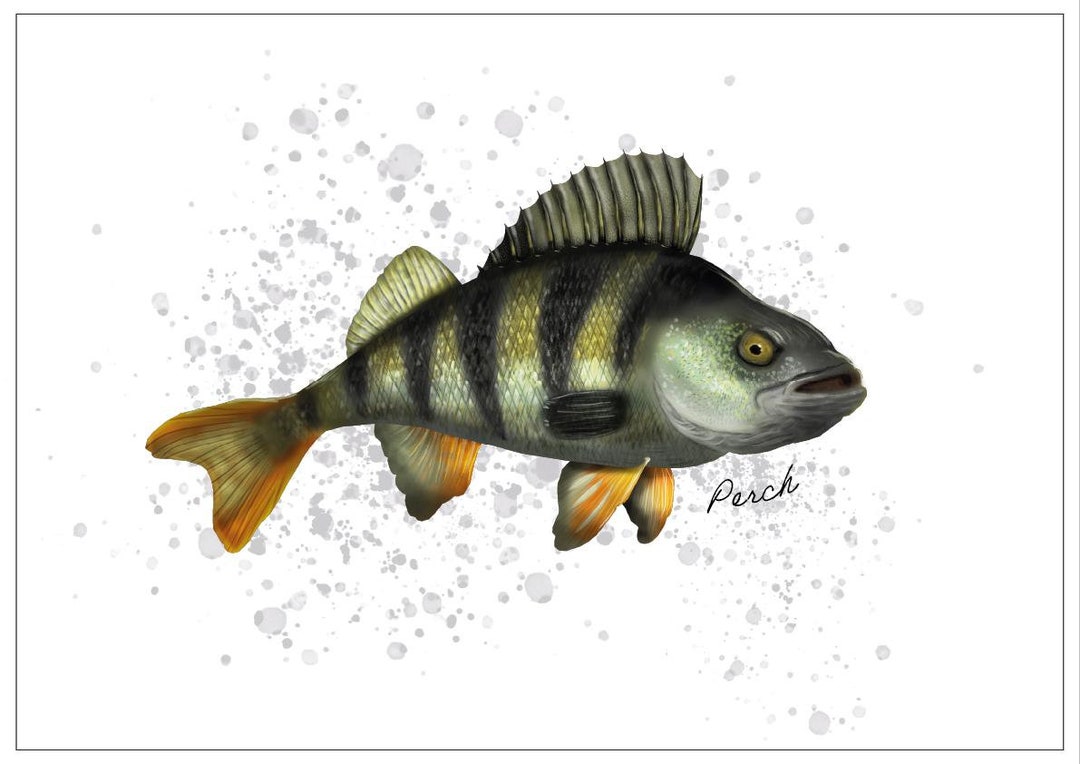A3 Digital Print of a Perch | Fish Art Print | Hand Drawn Animal ...