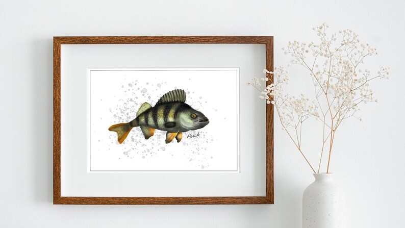 A3 Digital Print of a Perch | Fish Art Print | Hand Drawn Animal ...
