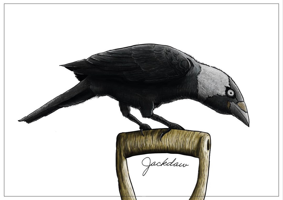 A3 Digital Print Drawing of Jackdaw on a Spade | Bird Art Print | Hand ...