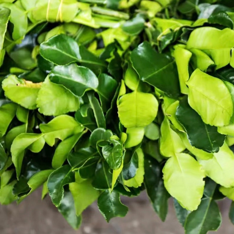 Organic Kaffir Lime Leaves for Tom Yum Cooking Herbs Thai Food Gift for ...