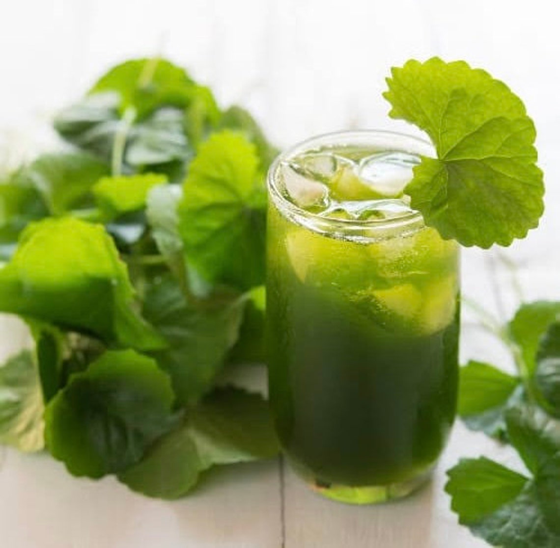 Gotu Kola Tea.centella Asiatica Tea.herbal Tea.natural Gotu Kola.dried ...