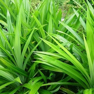 Pandan Tea.pandan Leaf Tea.herbal Tea.natural Tea.fragrant Pandan ...