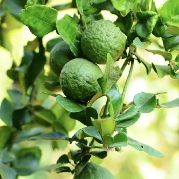 Kaffir Lime Tea.aromatic Tea.leaf for Herbal Tea.100% Real Kaffir Lime ...