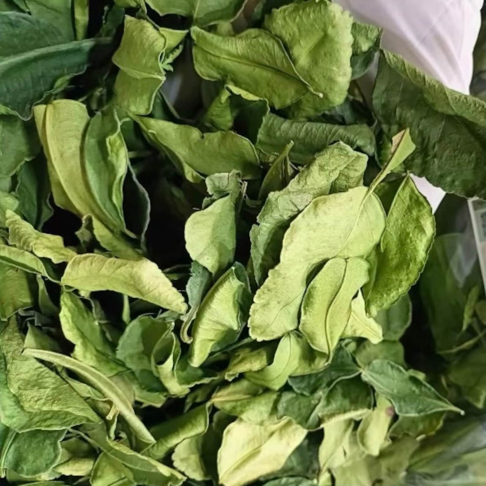 Organic Kaffir Lime Leaves for Tom Yum Cooking Herbs Thai Food Gift for ...