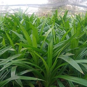 Pandan Tea.pandan Leaf Tea.herbal Tea.natural Tea.fragrant Pandan ...