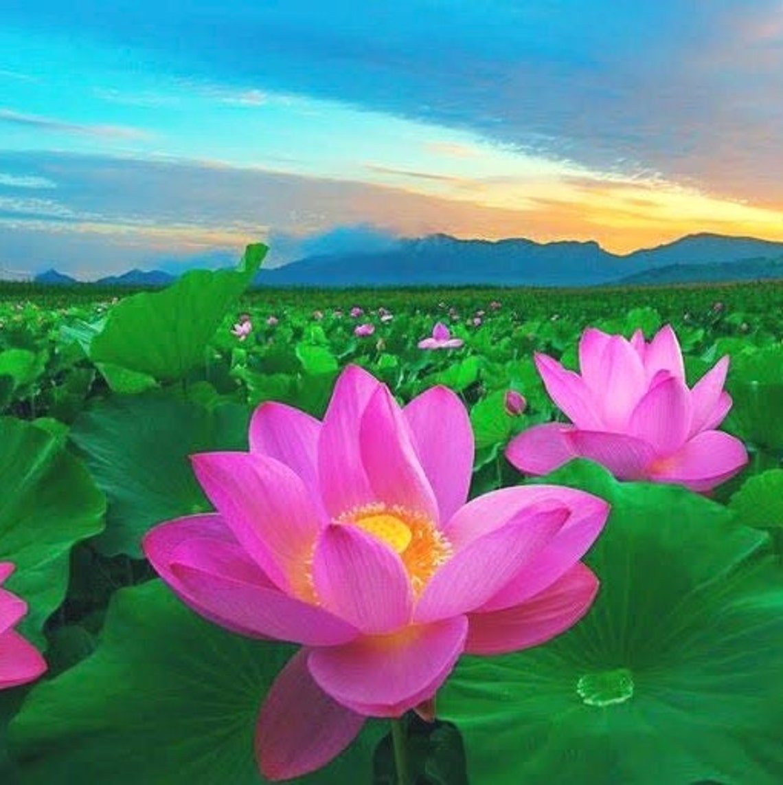 Lotus Tea.thai Lotus Tea.lotus Flower Tea.herbal Lotus Tea.exotic Tea ...