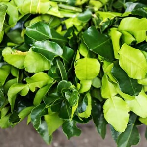 Kaffir Lime Tea.aromatic Tea.leaf for Herbal Tea.100% Real Kaffir Lime ...