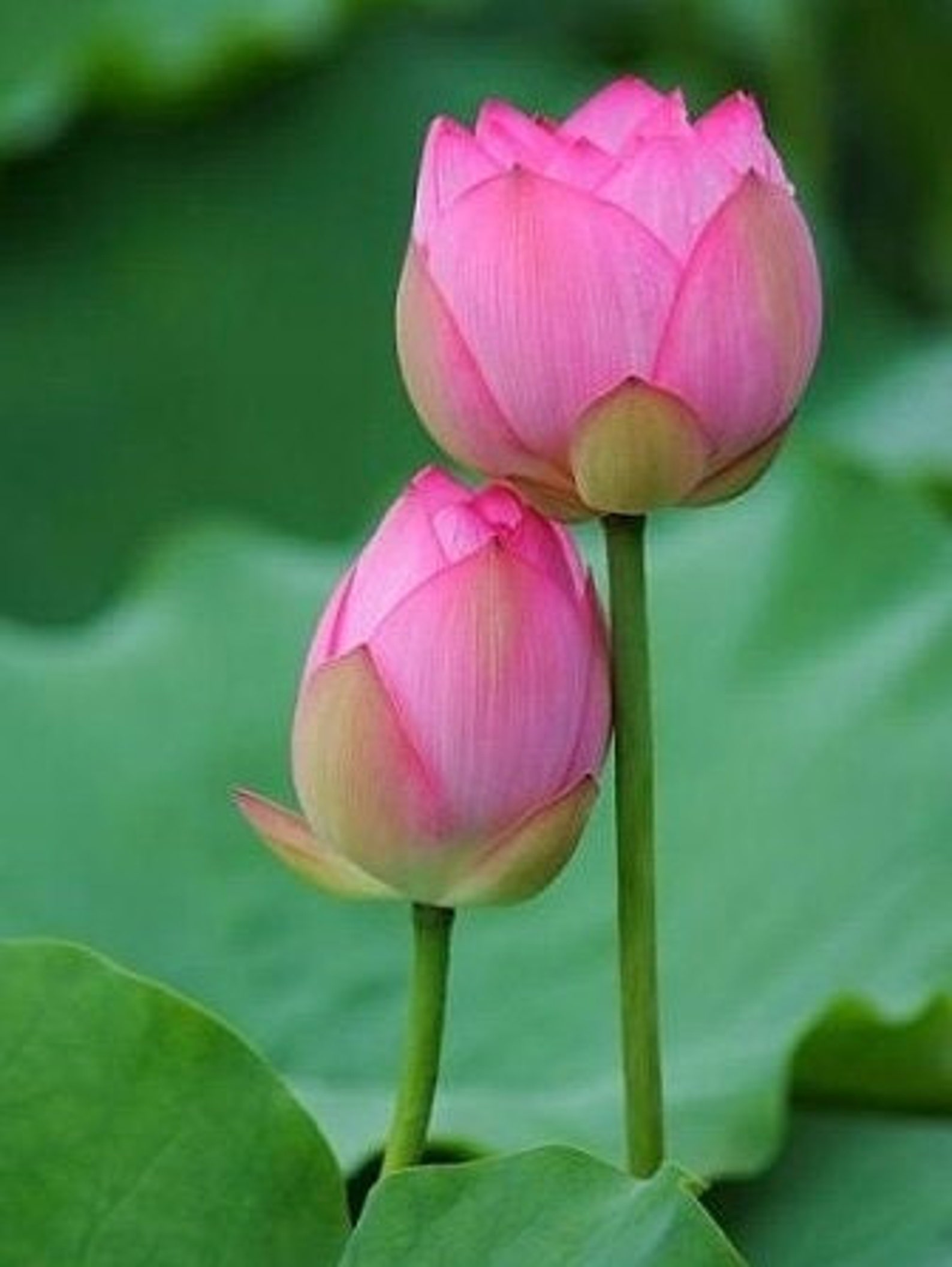 Lotus Tea.thai Lotus Tea.lotus Flower Tea.herbal Lotus Tea.exotic Tea ...