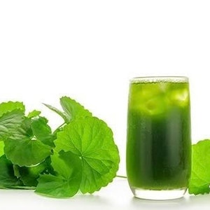 Gotu Kola Tea.centella Asiatica Tea.herbal Tea.natural Gotu Kola.dried ...