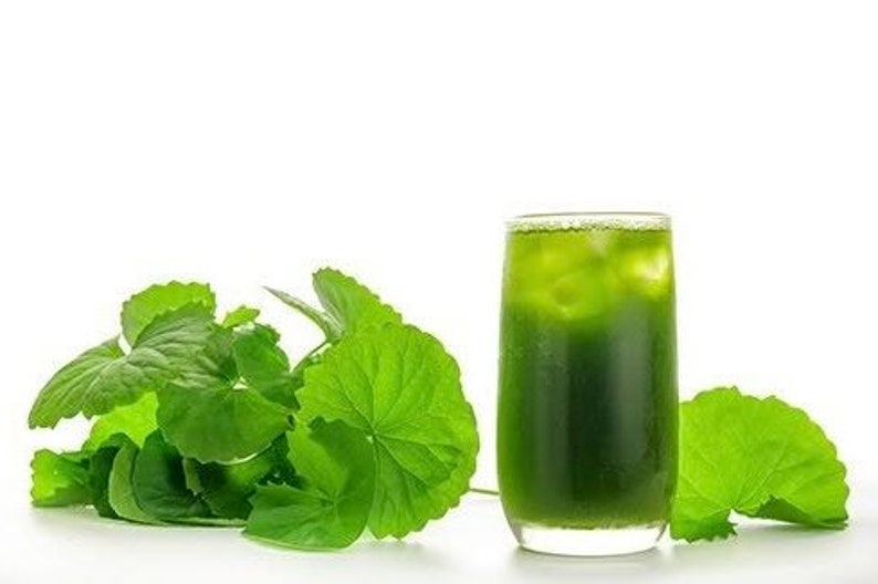 Gotu Kola Tea.centella Asiatica Tea.herbal Tea.natural Gotu Kola.dried ...