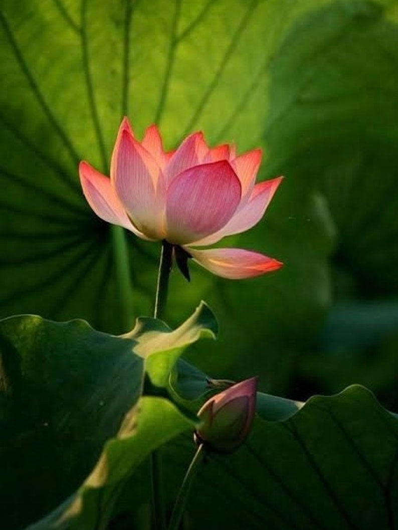 Lotus Tea.thai Lotus Tea.lotus Flower Tea.herbal Lotus Tea.exotic Tea ...