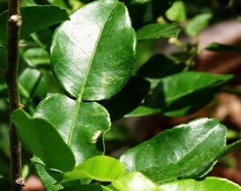Kaffir Lime Tea.aromatic Tea.leaf for Herbal Tea.100% Real Kaffir Lime ...