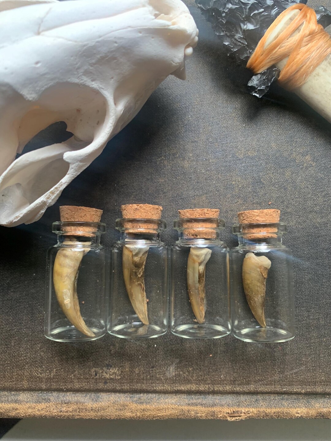 Oddities Curiosities Snapping Turtle Claws Nails Glass Vials Natural ...