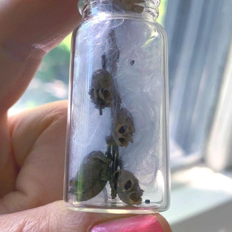 Snapdragon Glass - Etsy